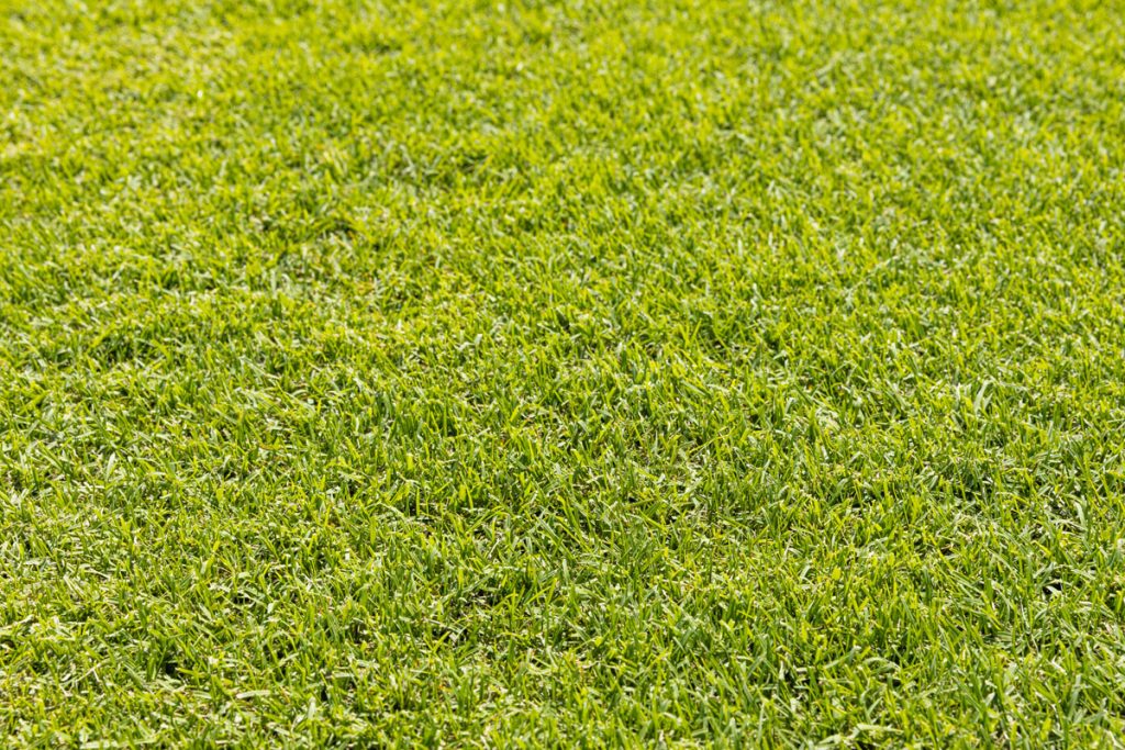 Turf Brisbane | Quality Direct From The Turf Farm | West Turf