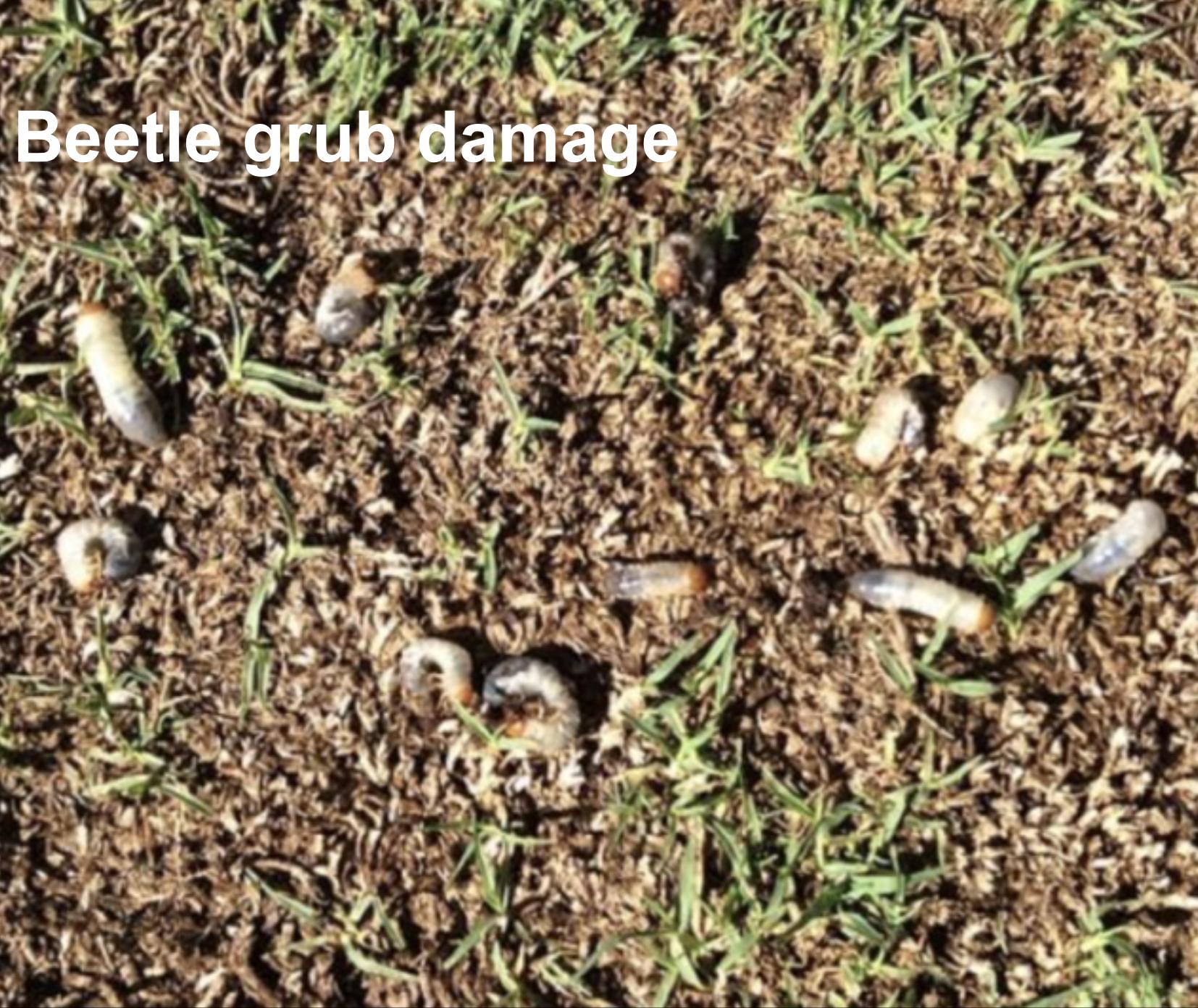 Keeping Lawn Grubs at Bay: Tips for treating and preventing infestations