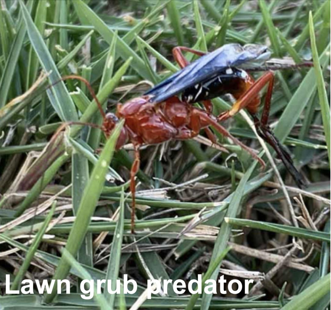 Keeping Lawn Grubs at Bay: Tips for treating and preventing infestations