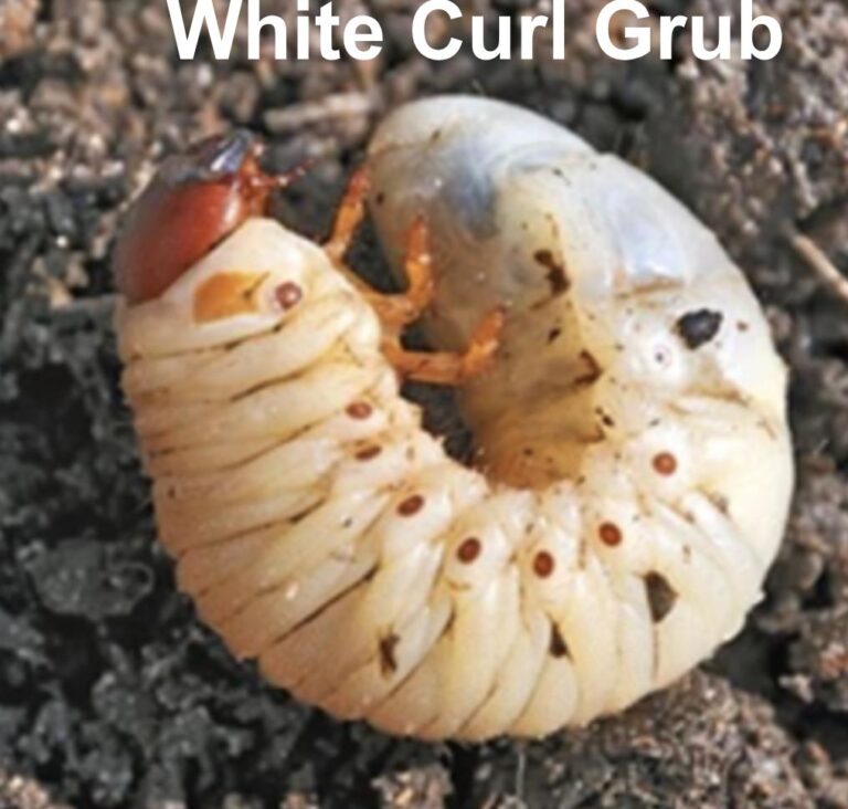 Keeping Lawn Grubs at Bay: Tips for treating and preventing infestations