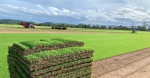 Your Guide to Wintergreen Turf - West Turf